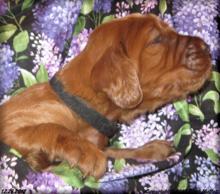 Muffett Farms ~ AKC Irish Setter Puppies