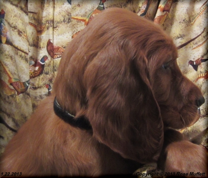 Muffett Farms ~ AKC Irish Setter Puppies