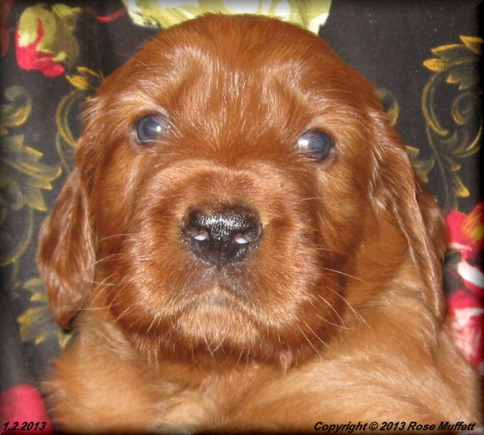 Muffett Farms ~ AKC Irish Setter Puppies