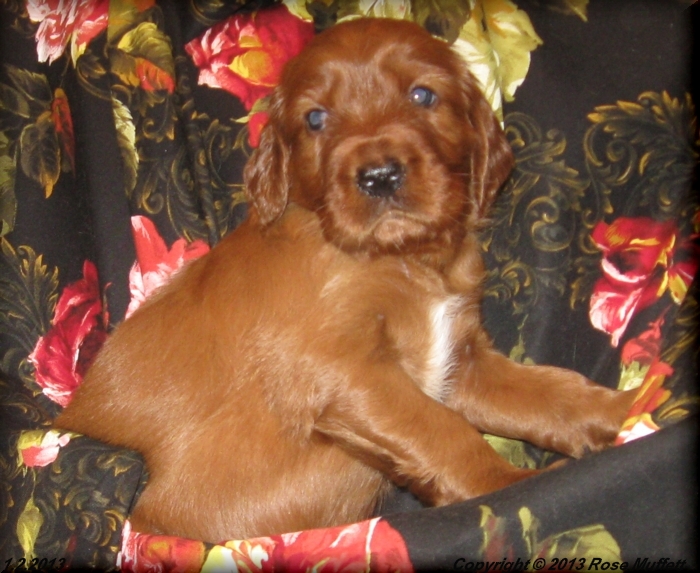 Muffett Farms ~ AKC Irish Setter Puppies