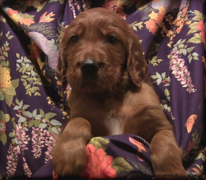Muffett Farms ~ AKC Irish Setter Puppies