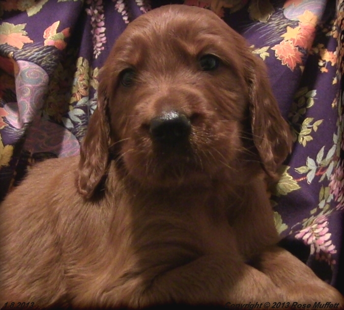 Muffett Farms ~ AKC Irish Setter Puppies