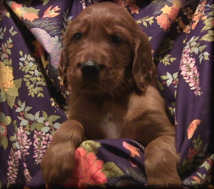 Muffett Farms ~ AKC Irish Setter Puppies