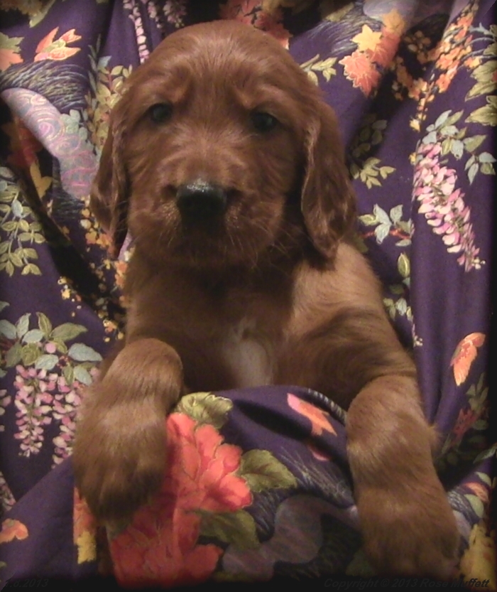 Muffett Farms ~ AKC Irish Setter Puppies