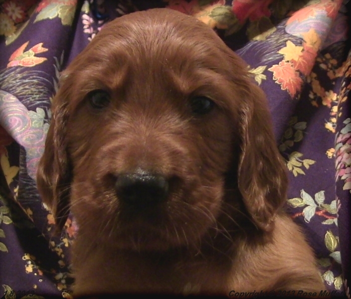 Muffett Farms ~ AKC Irish Setter Puppies