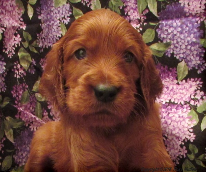 Muffett Farms ~ AKC Irish Setter Puppies